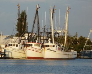Key West Pink Shrimp – Key West Shrimp Company