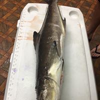 Cobia – Key West Shrimp Company