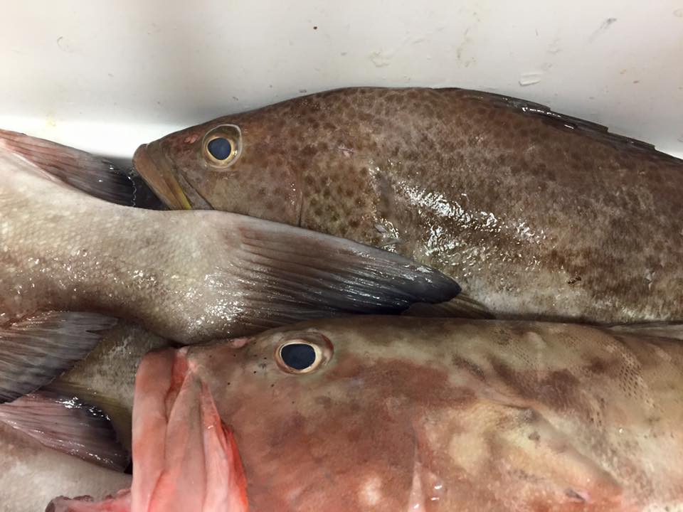 Scamp Grouper – Key West Shrimp Company